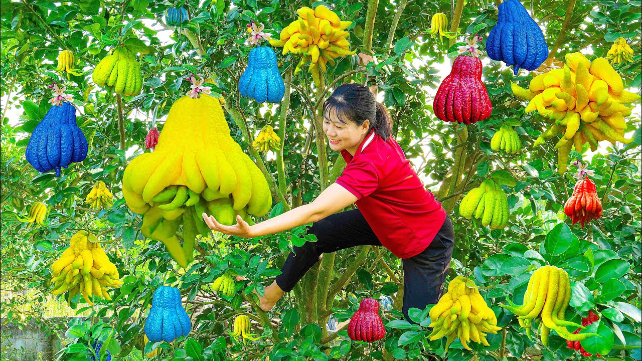 AMAZING!Harvest Giant 10-finger Buddha's hand Fruit to the market sell ...