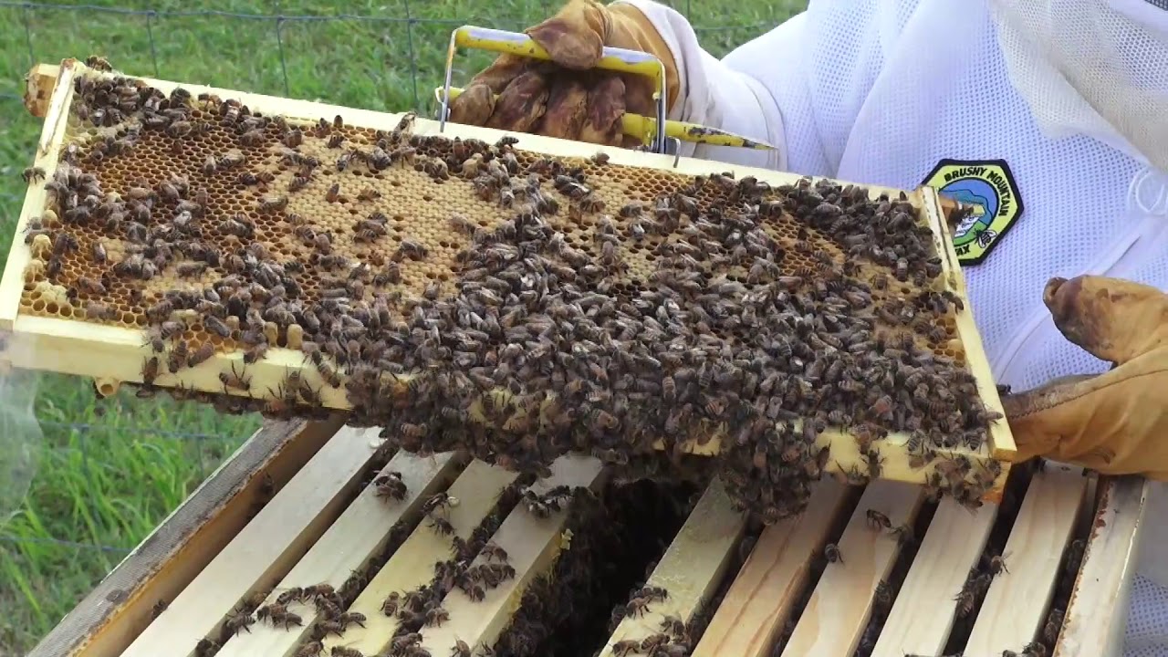 Cookie adding a second deep brood chamber to her packages - YouTube