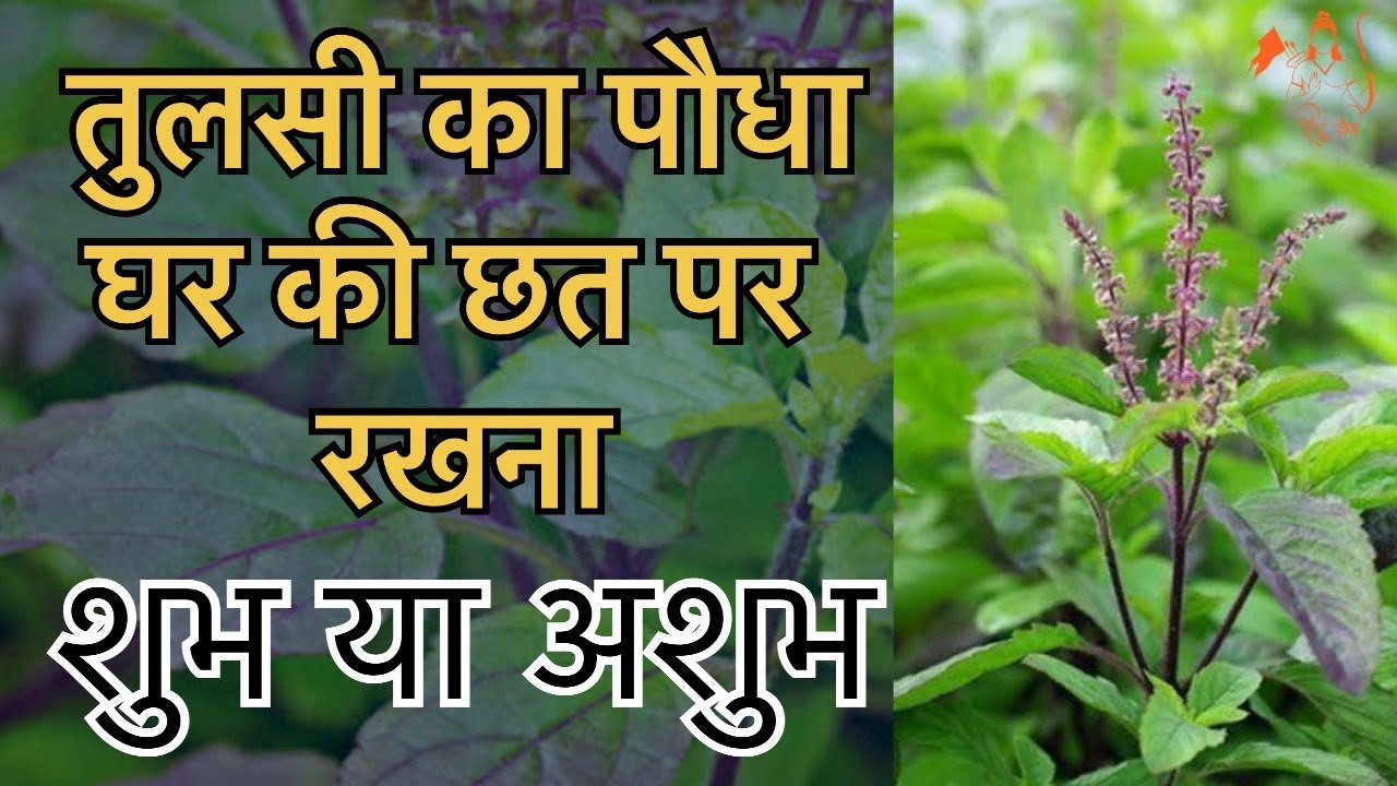 तुलसी का पौधा घर की छत पर क्यों नहीं रखना चाहिए | Side Effects Of Tulsi ...