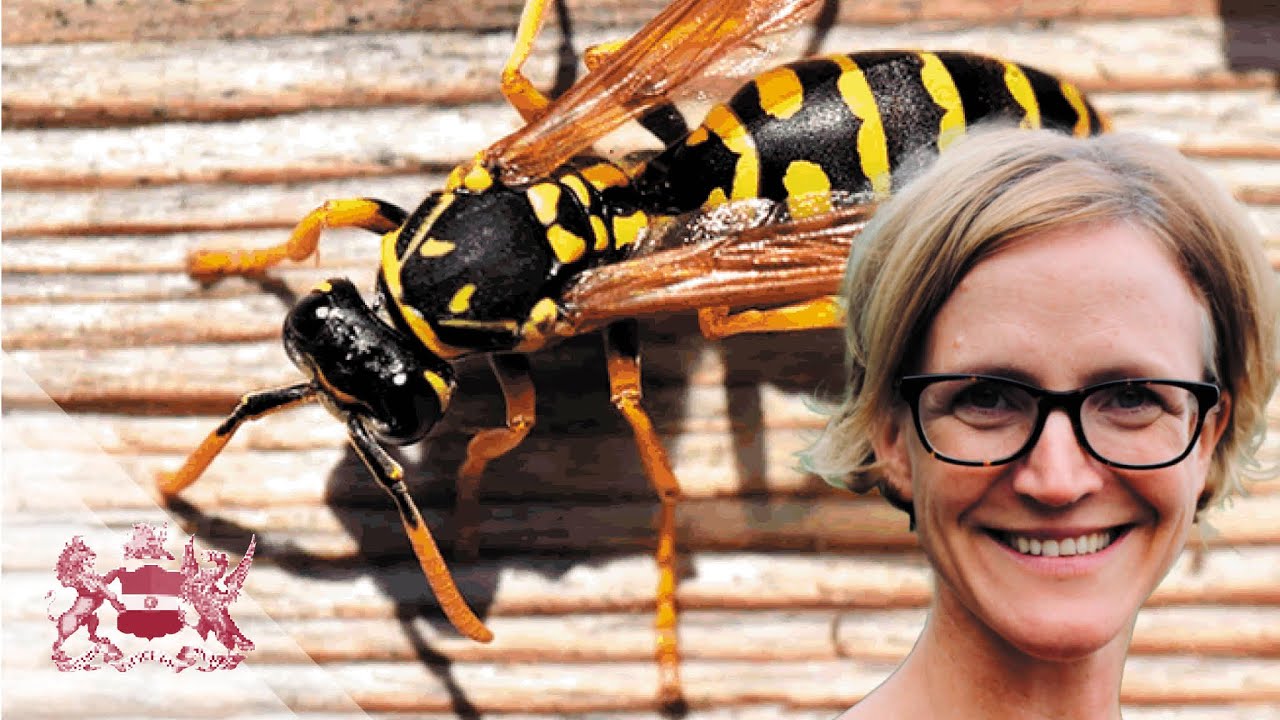 Why the World Should be Harnessing the Predatory Power of Wasps ...