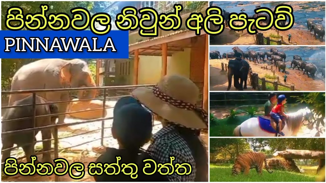 පින්නවල | PINNAWALA ELEPHANTS | Pinnawala ZOO | Srilanka |PINNAWALA ...