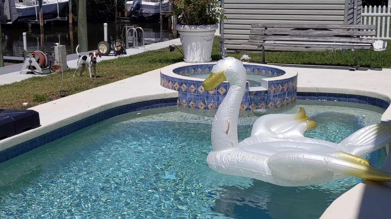 Piper and the Swan - YouTube