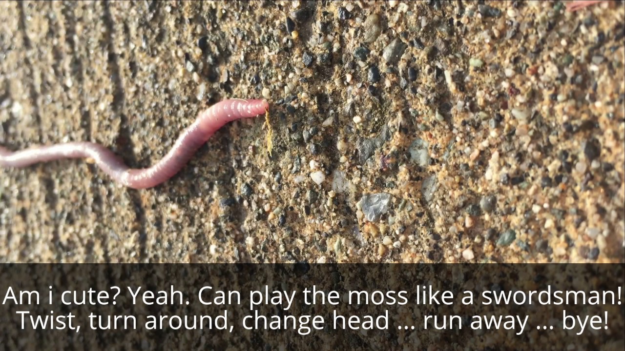Earthworm cute - YouTube