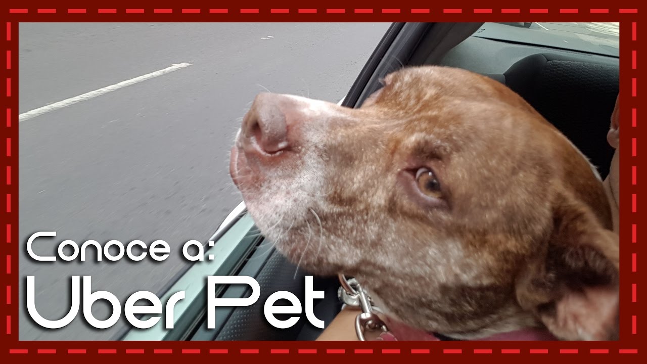 Conoce a: Uber Pet - YouTube