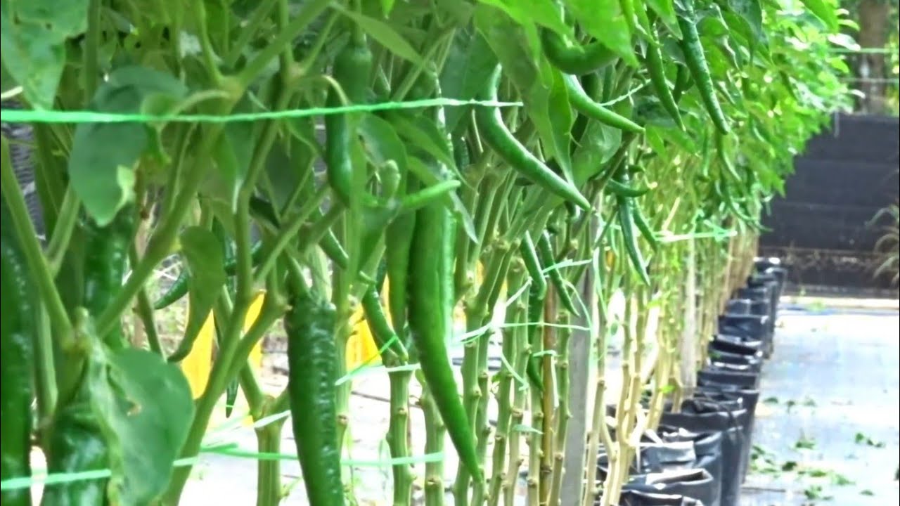 How to care FERTIGATION chili plants | ep73 | Cara menjaga tanaman cili ...