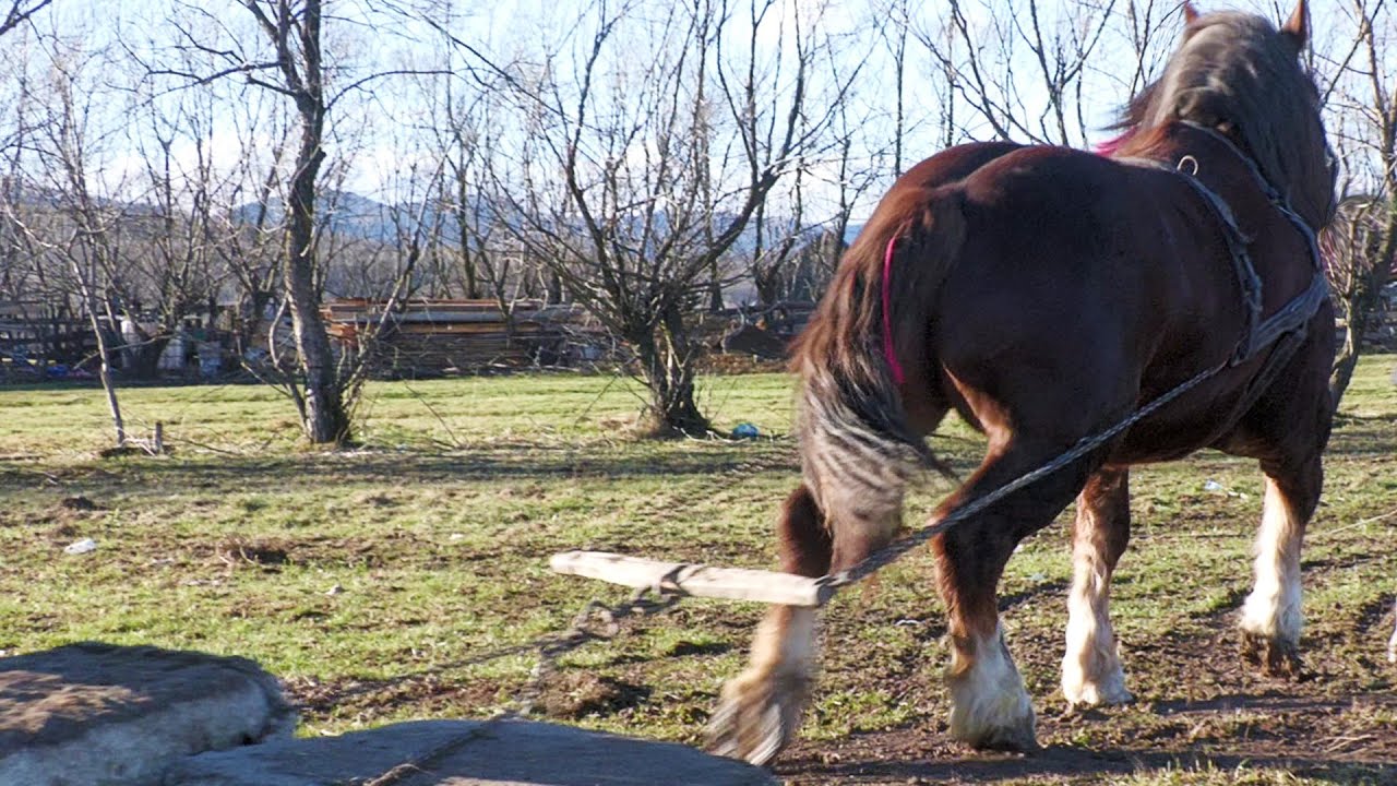 Cai probe de tracțiune cu Armăsarul lui Mugurel Englezu de la Vicovu de ...