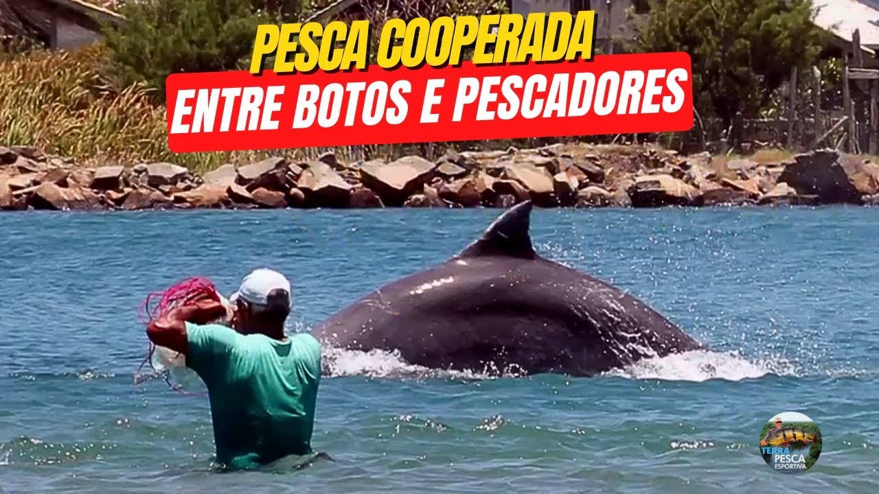 PESCARIA DE TAINHAS COM AJUDA DOS BOTOS EM LAGUNA SC - YouTube