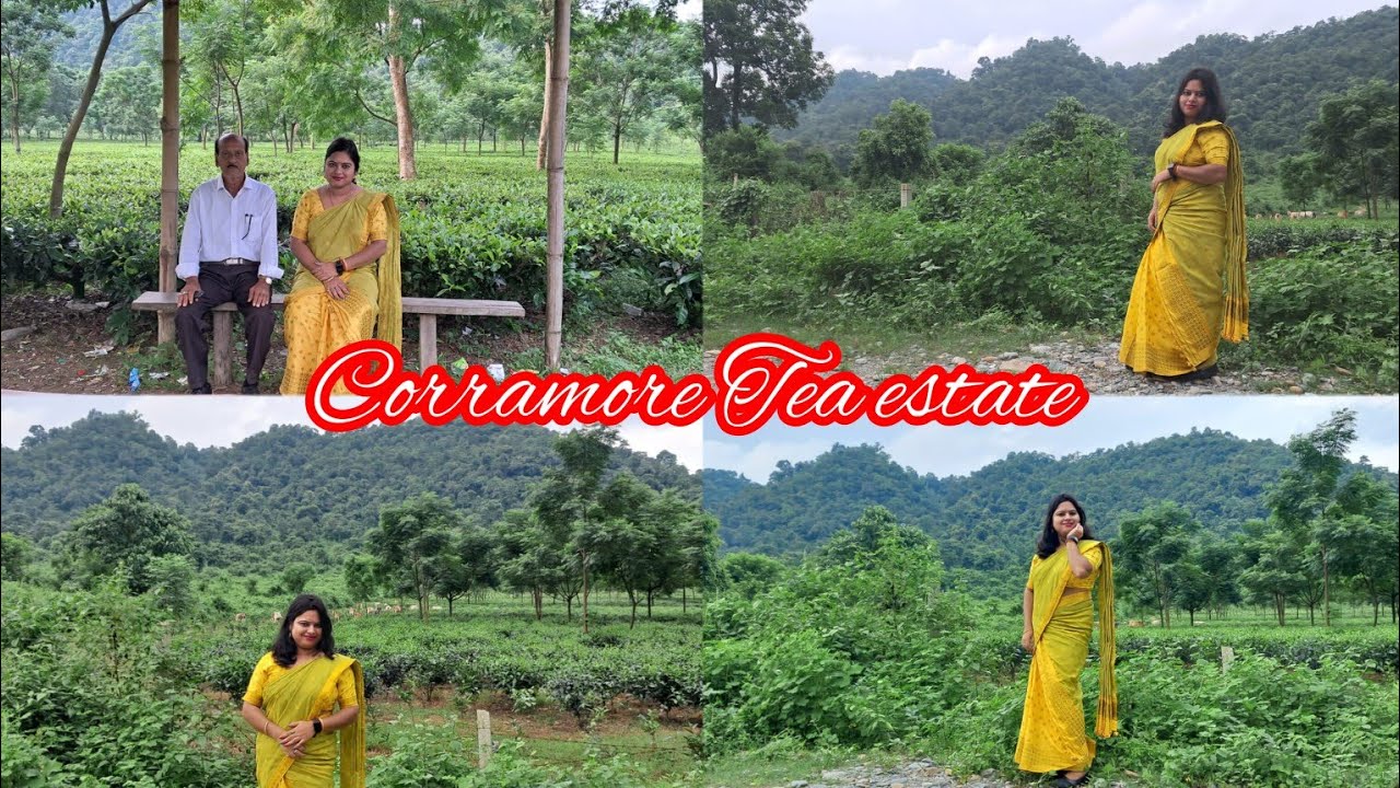 Corramore Tea estate //Assam//Teagarden//Udalguri - YouTube