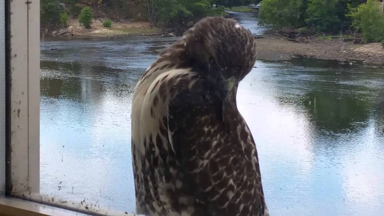 Amazing Red Tail Hawk ovr Merrimack River in Windw - YouTube