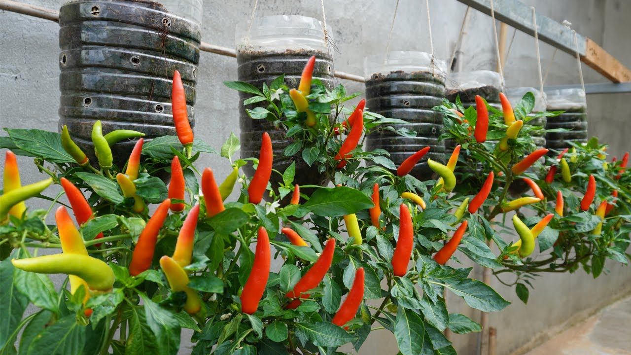 Let's grow chili this way it will save you a lot of space and have many ...