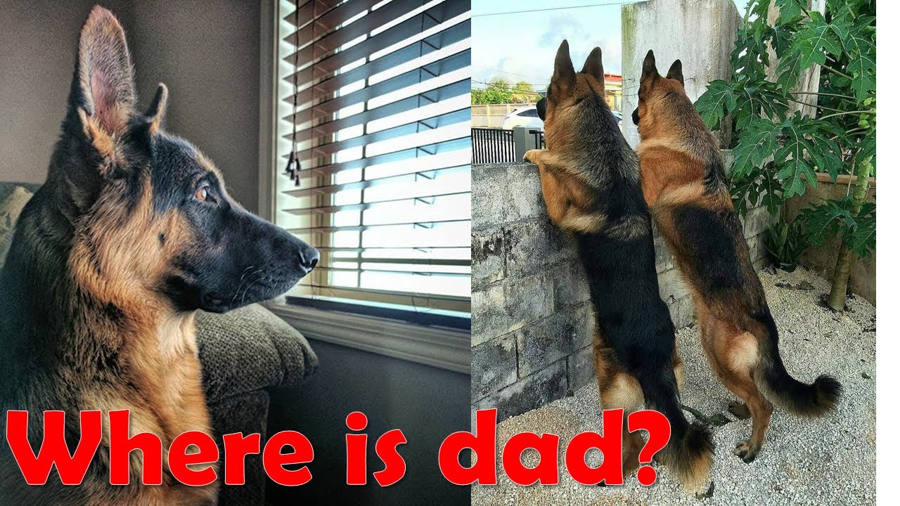 cute german shepherd waiting for dad - තාත්තා එනකන් බලන් ඉන්නවා - YouTube