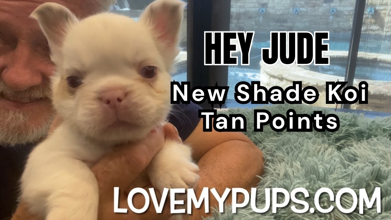 New shade koi frenchie - YouTube