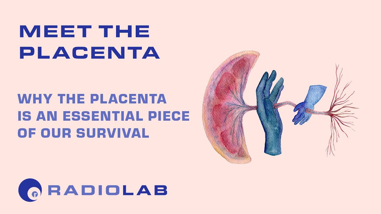 Meet the Placenta | Radiolab Podcast - YouTube