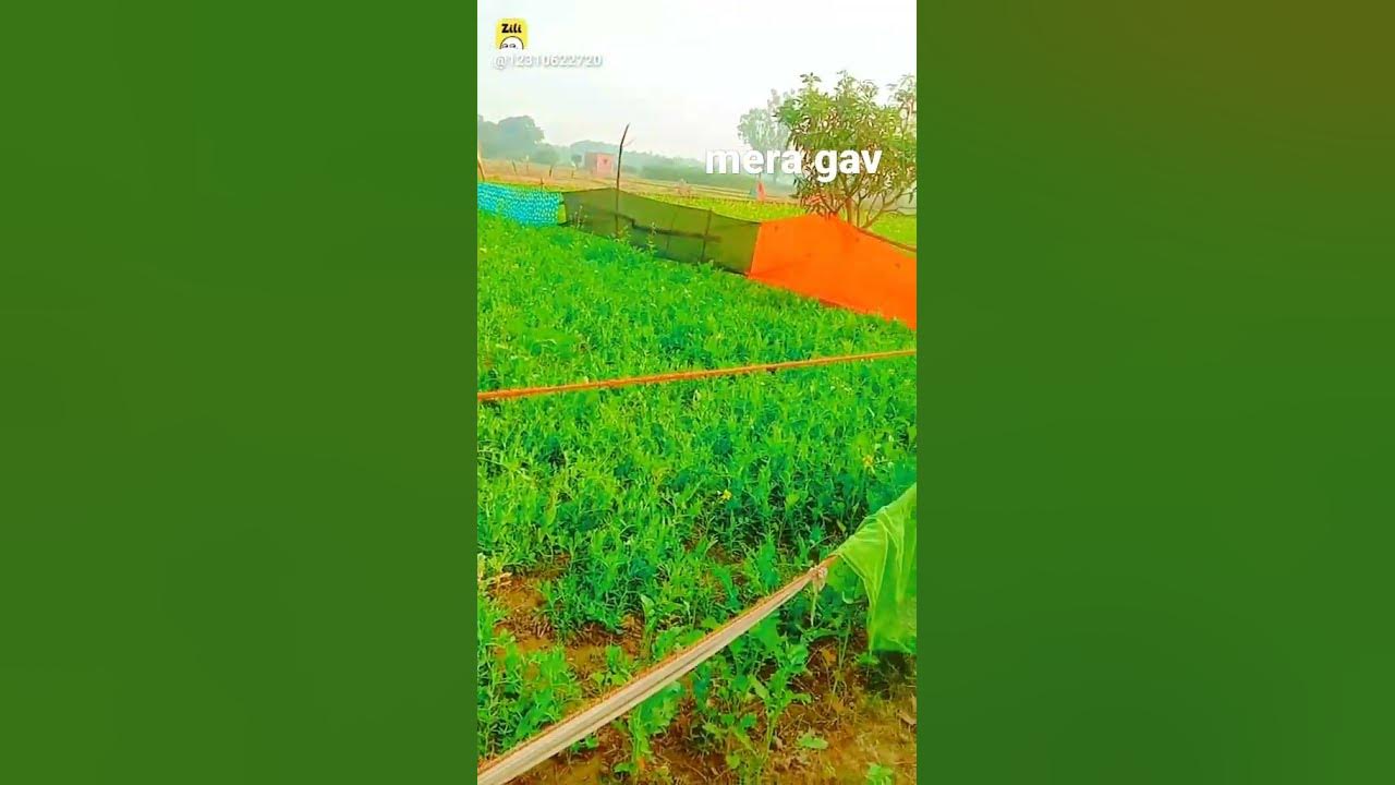 # shorts# gav ke khet ke matar - YouTube