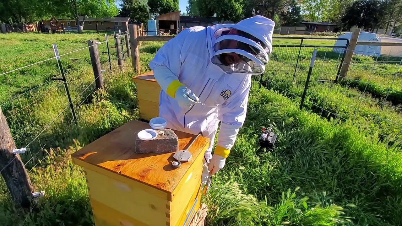 Varroa Mite Varrox Oxalic Acid Vapor Treatment 4 sessions 5 Days Apart ...