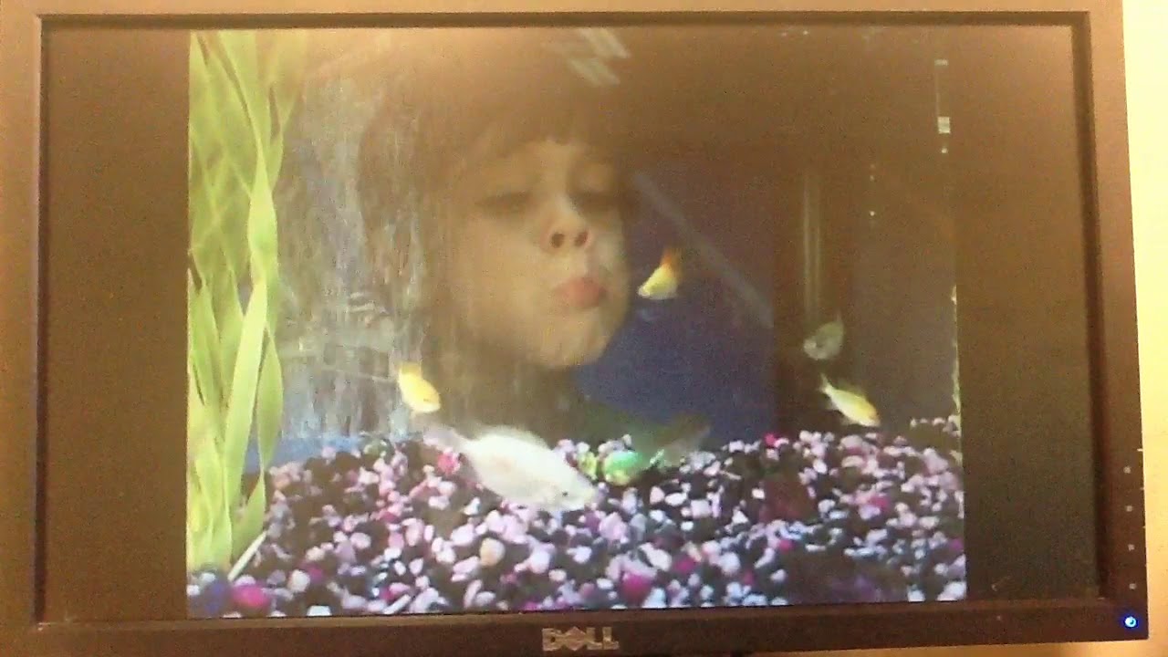 Elmo's World Pets Footages 2006 DVD - YouTube