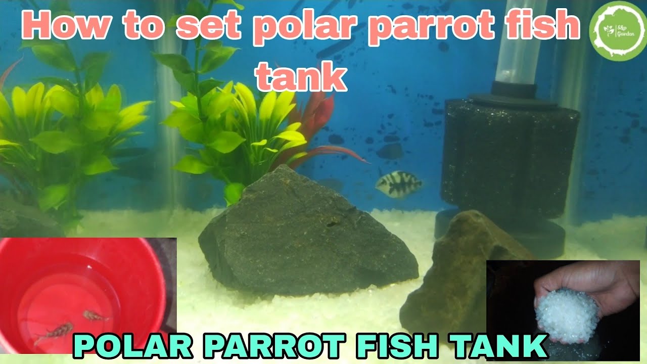 How to set polar parrot fish tank || How to add white sand in a ...