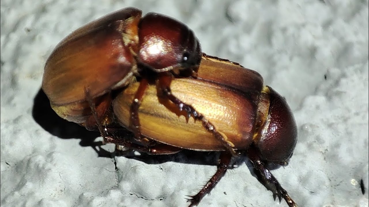 conhece o famoso rola bosta e sua reprodução?, já viu o acasalamento ...