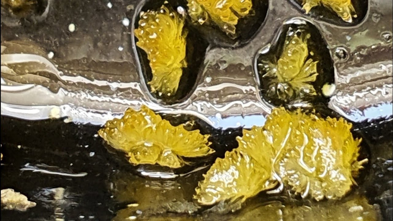 Ayahuasca, DMT i changa - YouTube