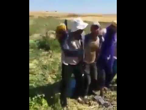 GENÇLER TARLADA ÇOŞUYOR