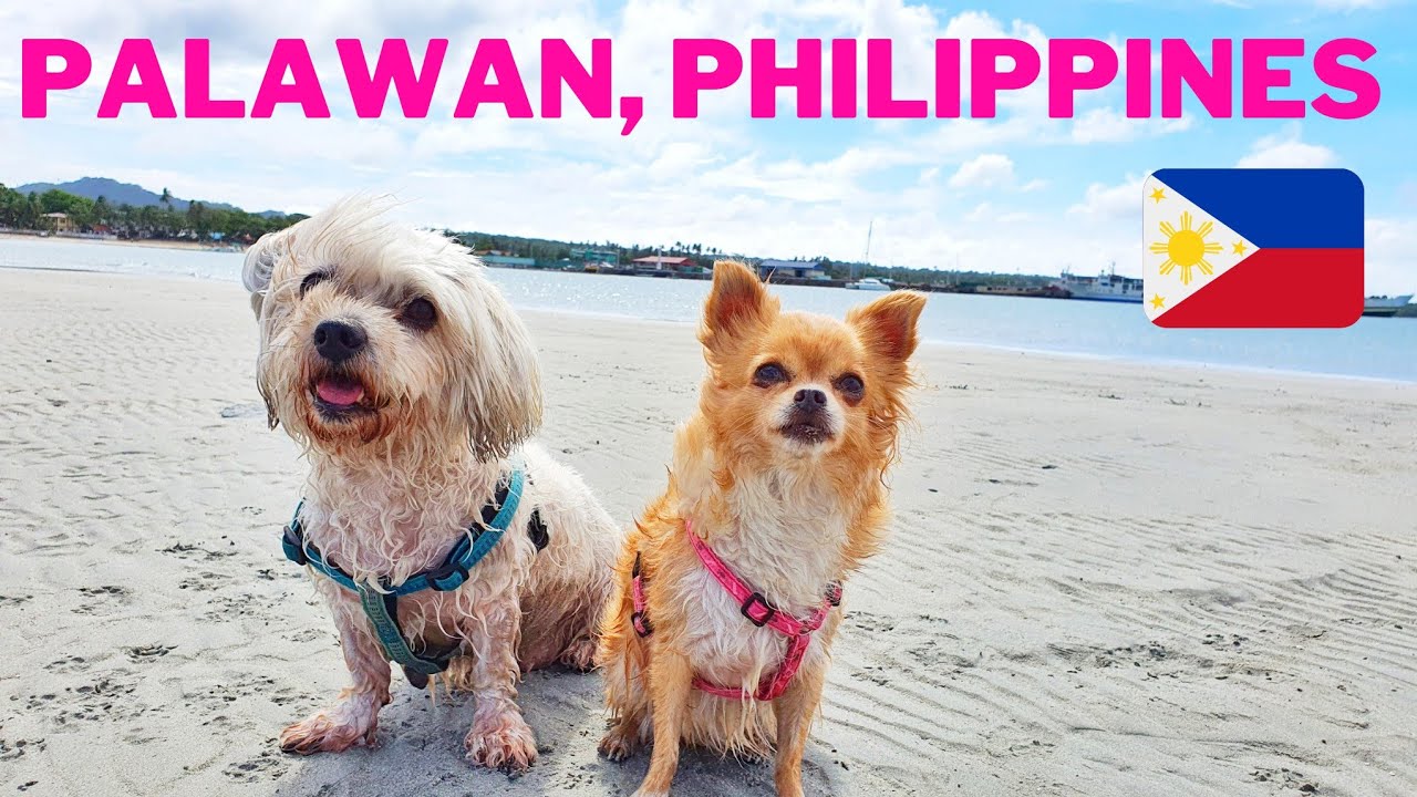 My Dogs Are So Happy In The Philippines | Cuyo, Palawan - YouTube