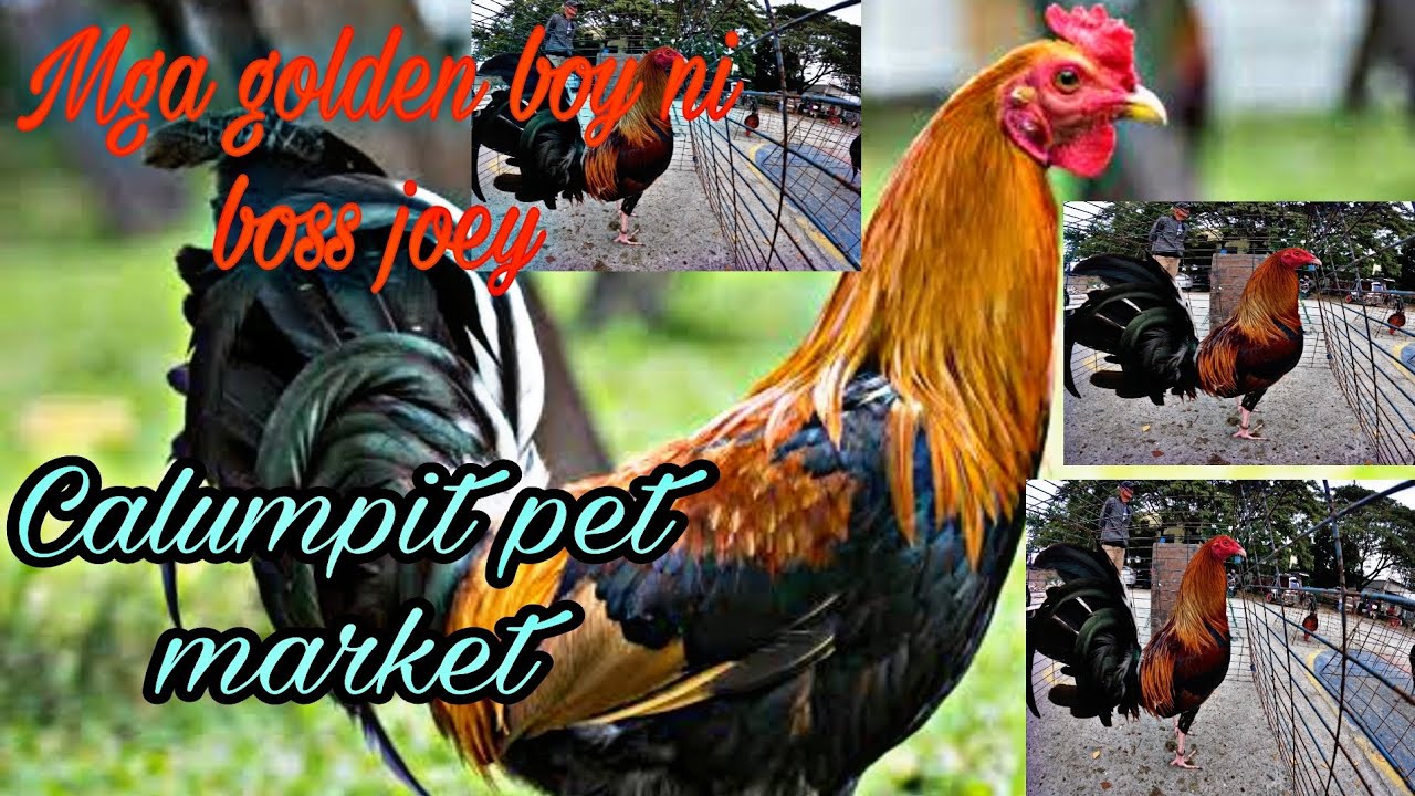 Mga golden boy ni boss joey , Calumpit pet market . - YouTube
