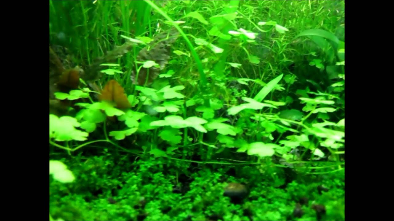 My high tech planted aquarium - YouTube