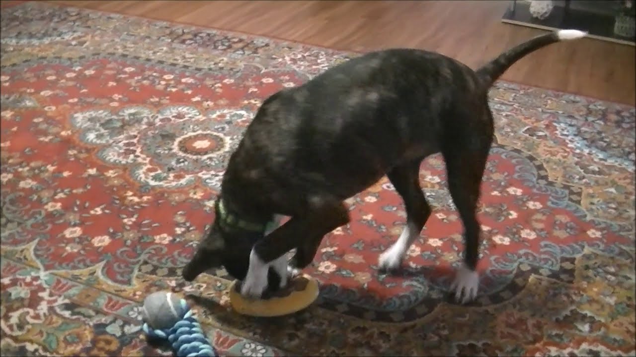 😀54 /USA. PUPPY DOG STELLA PLAY WITH TOY . Моя собака Стелла Изобелла ...