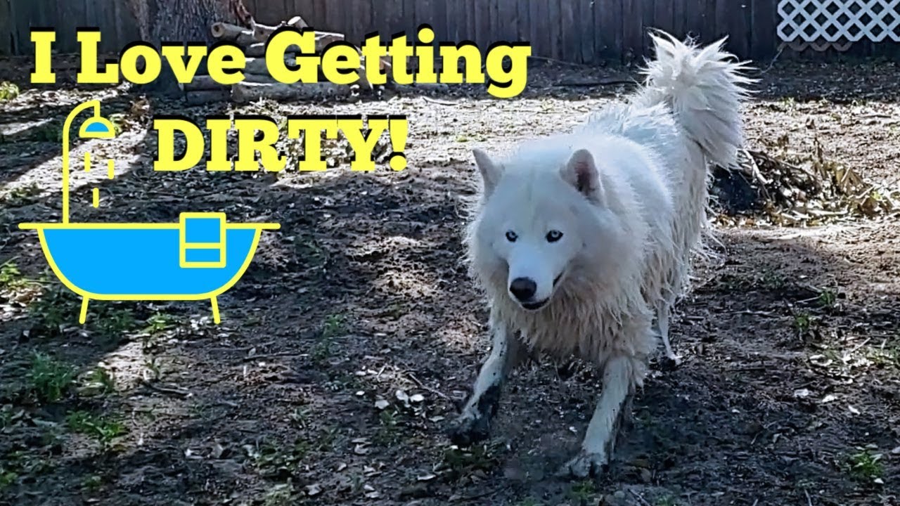 Dirty Husky Gets A Bath - YouTube