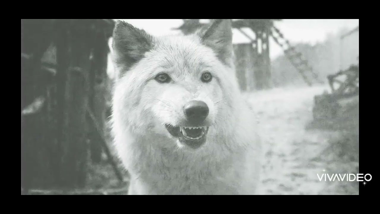 y love you wolf - YouTube