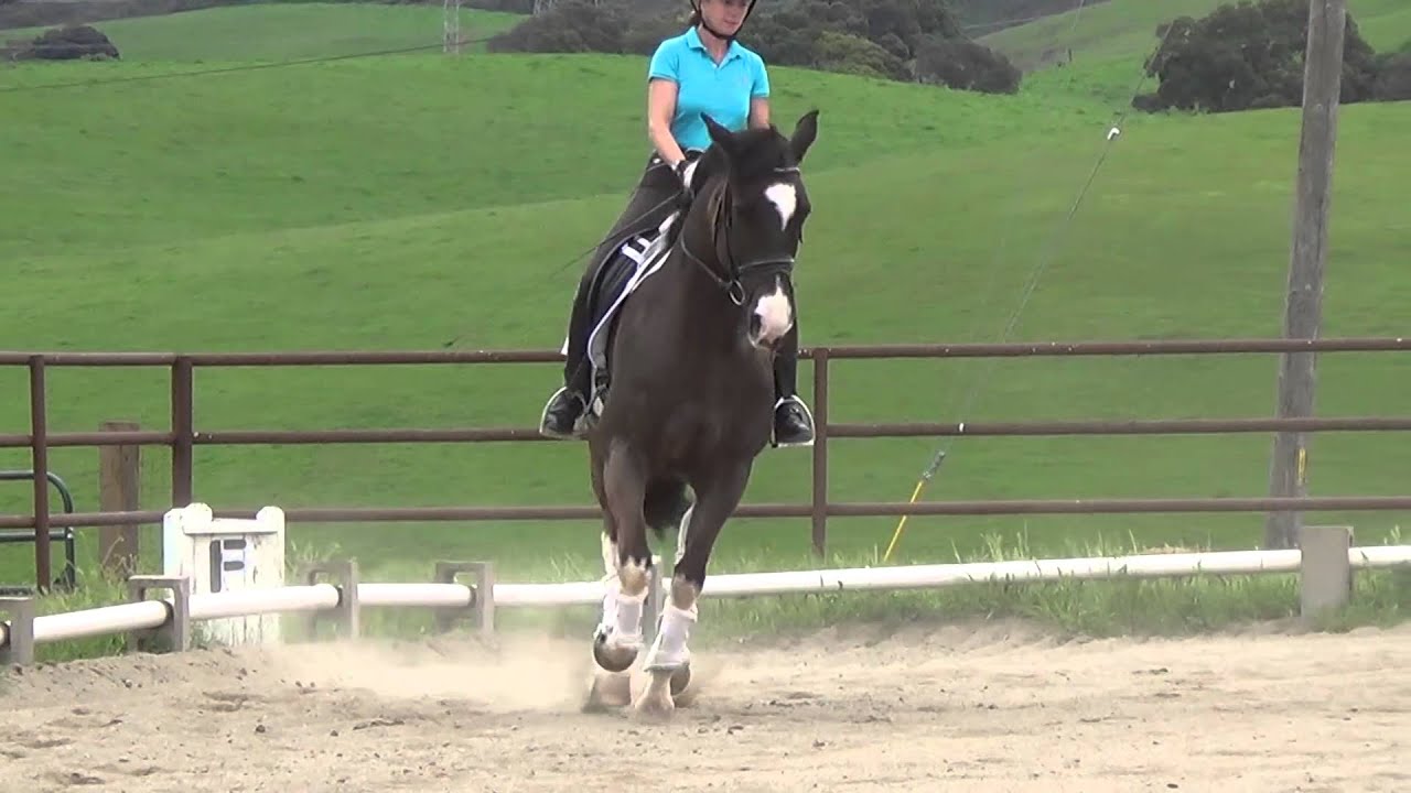 Zola Draft Cross Mare -- SOLD - YouTube