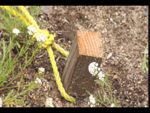 Proper Staking and Tying Method - Prune Like a Pro - YouTube