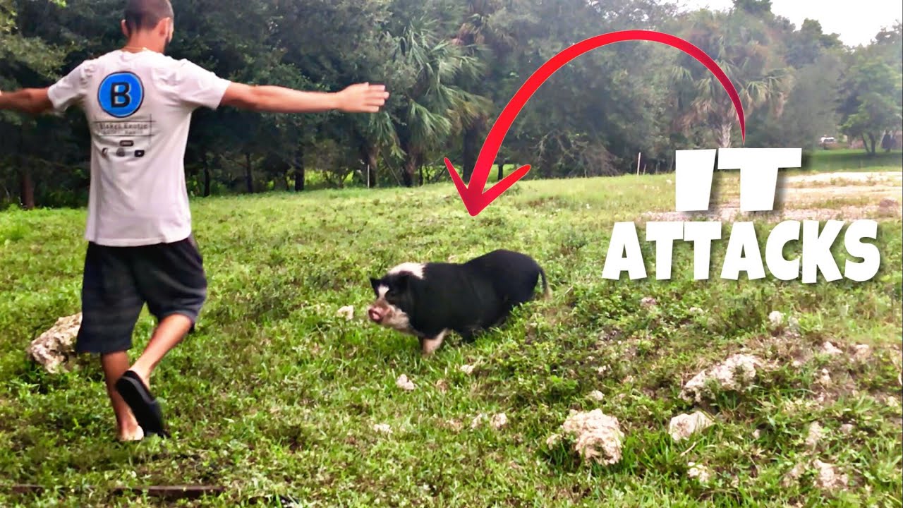 SAVED MY ANIMALS FROM CRAZY WILD BOAR!! - YouTube