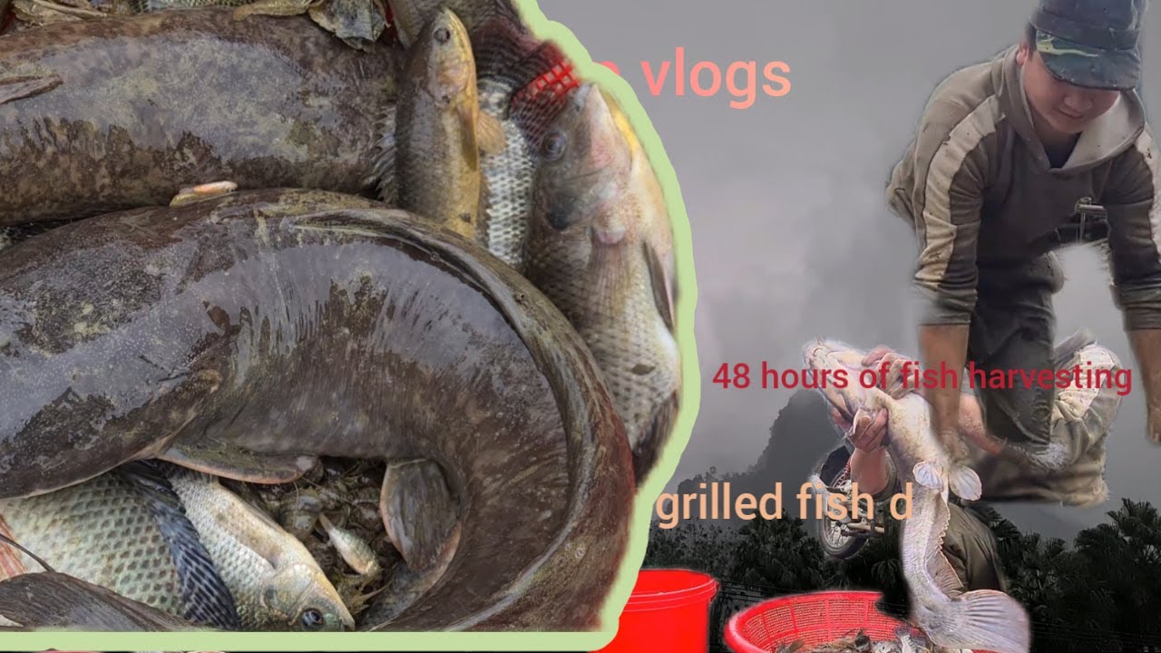 48 hours of water extraction and fish harvesting,Catch giant fish to ...