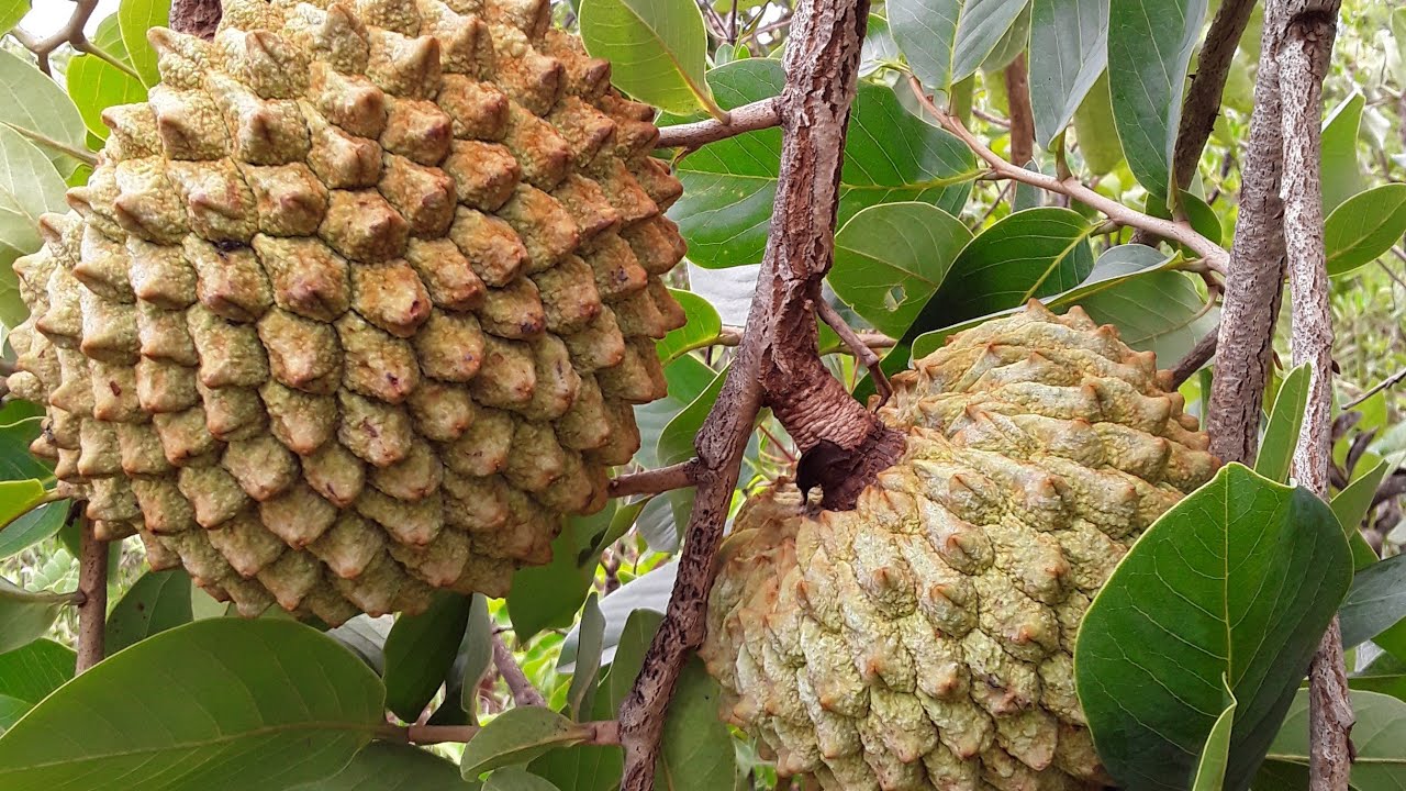 Conhecido como Araticum,marolo,fruto da quaresma. Lindo Fruto do Nosso ...