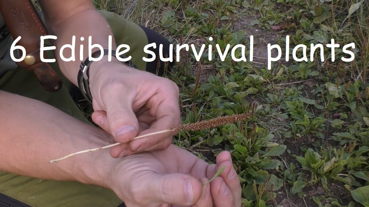 Survival plants - 6 wild edibles - YouTube