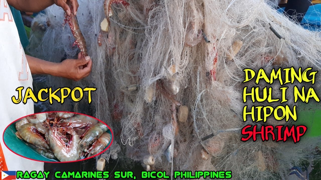 CATCHING LOTS OF SHRIMP USING TRADITIONAL FISHNET called "TRIPLE NET or ...