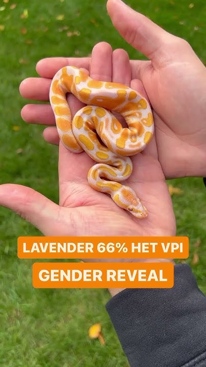 ITS A GIRL! FINDING OUT THE GENDER OF OUR BALL PYTHON - YouTube