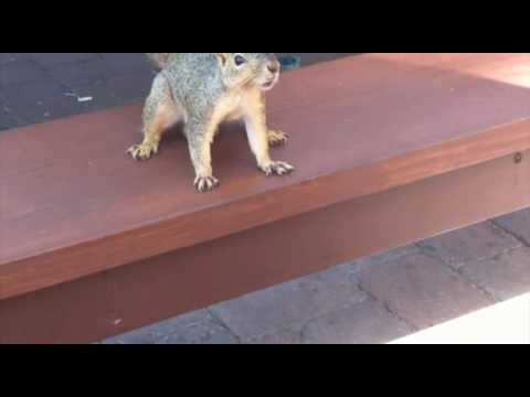 Austin Squirrels have huge balls - YouTube
