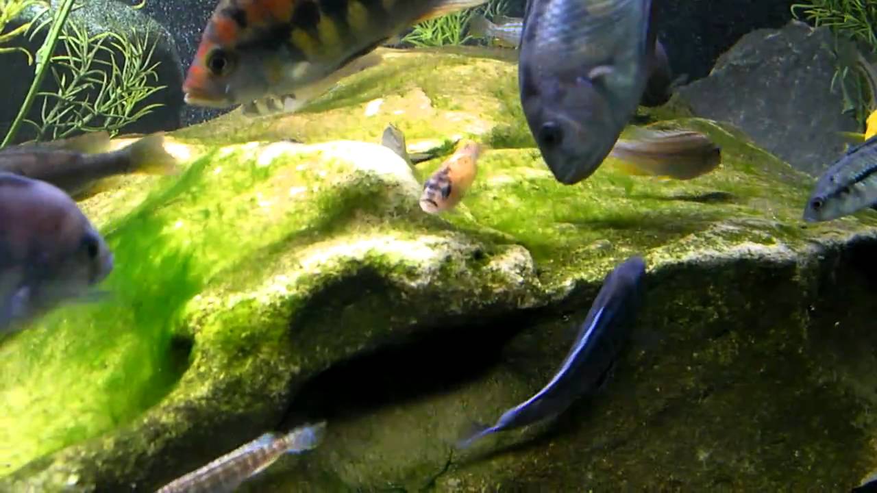 Algae Feeding African Cichlids - YouTube