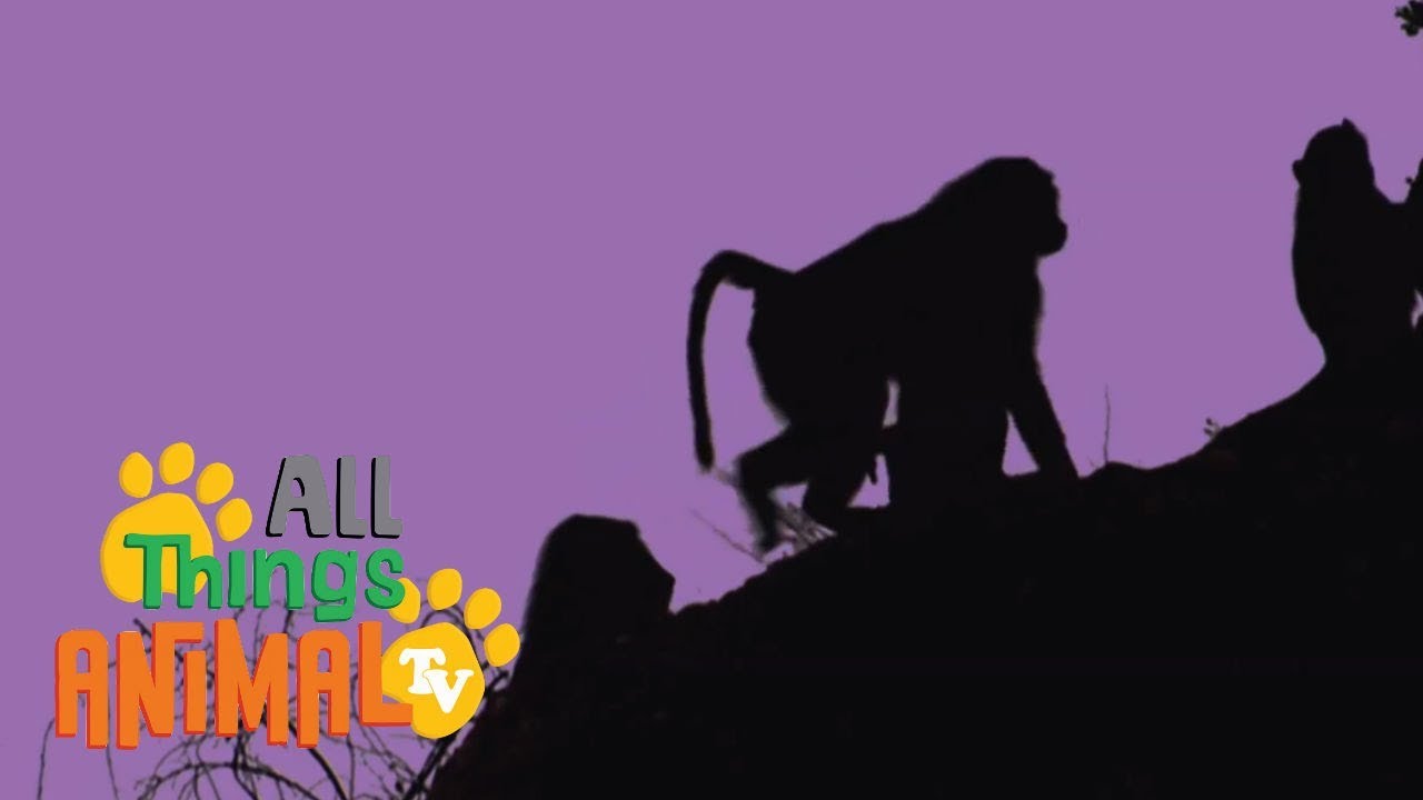 * BABOONS * | Animals For Kids | All Things Animal TV - YouTube