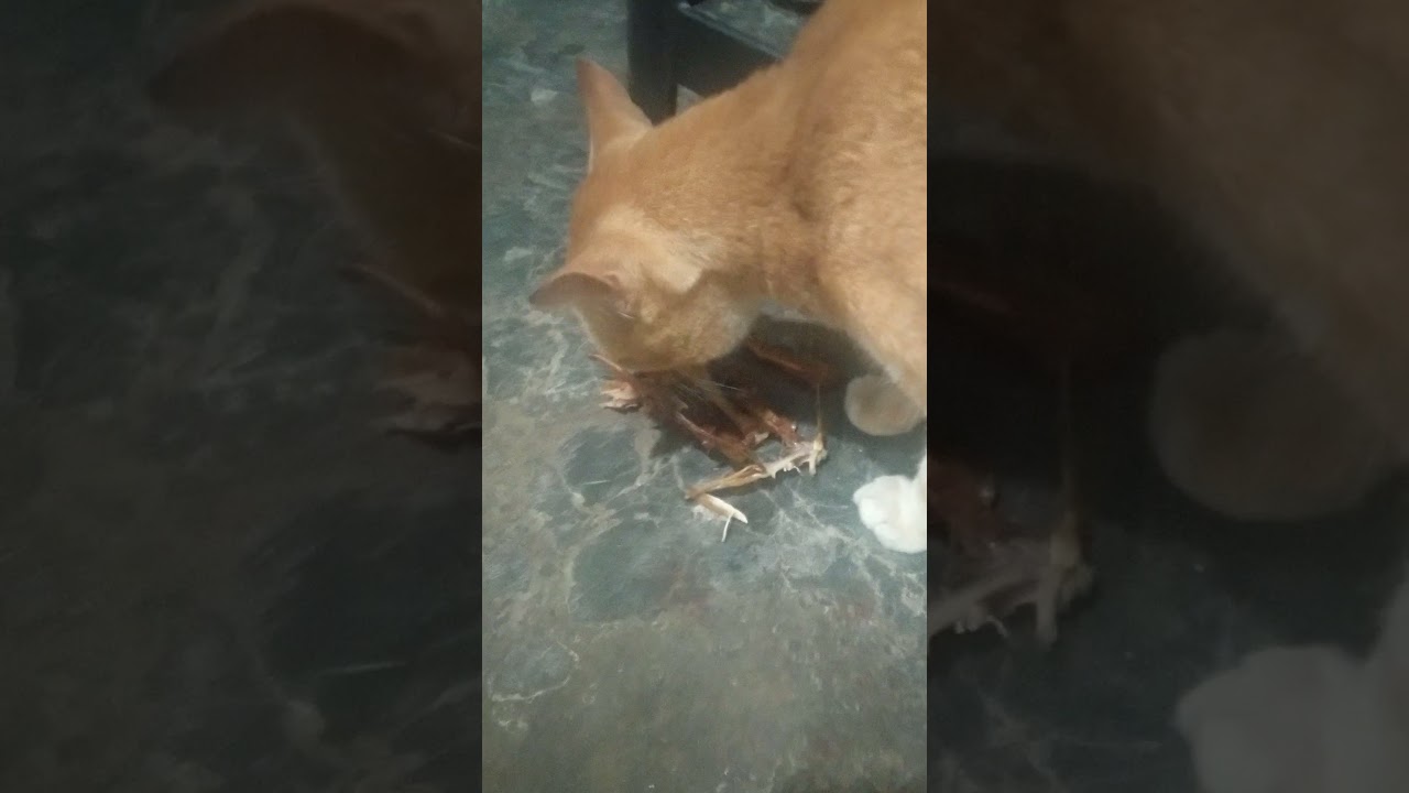 dfhg 1 second version - YouTube