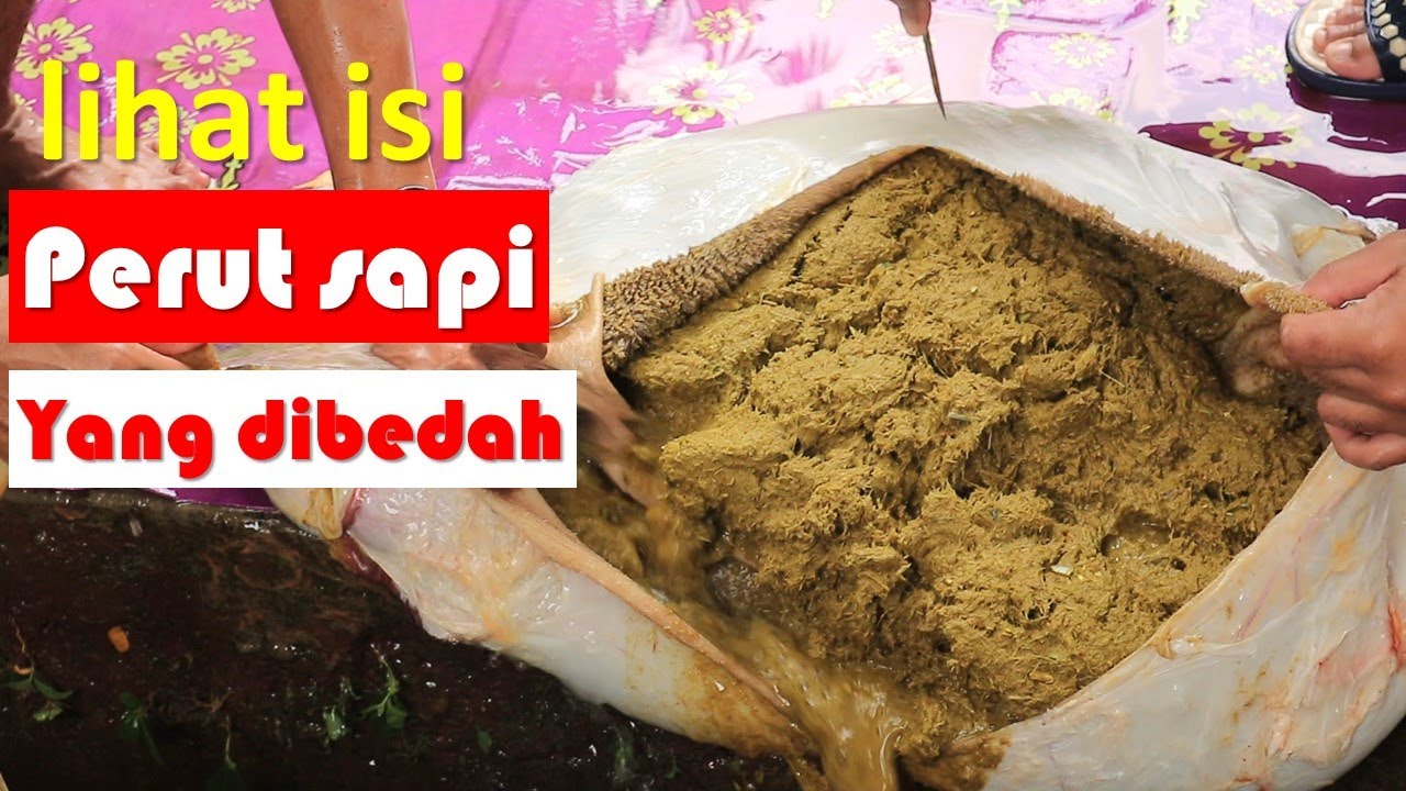 lihat isi perut sapi yang dibedah - begini penampakanya !!! - YouTube