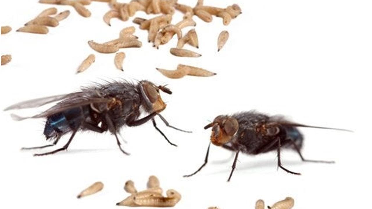 Miasis: causas y tipos | Maha TV - YouTube