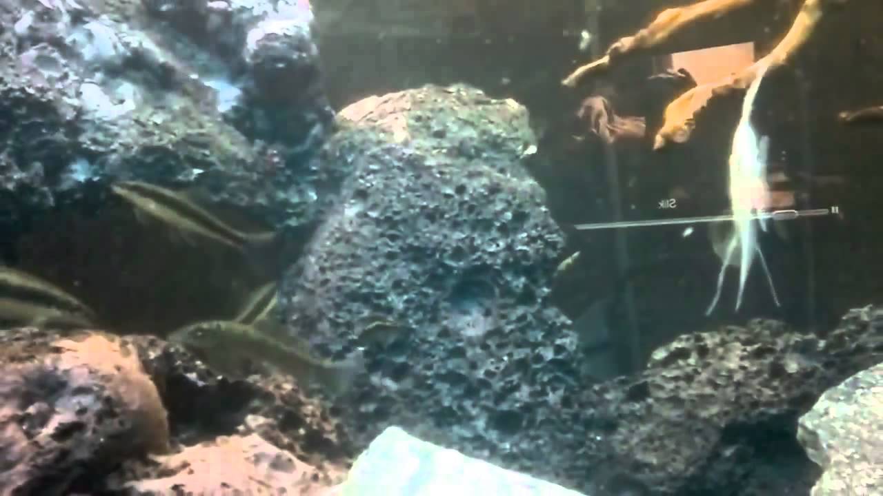 Monster fish/aquarium: tire track eel fight - YouTube