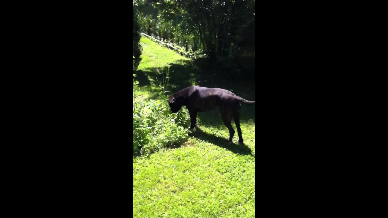 Cane corso Ginger - YouTube
