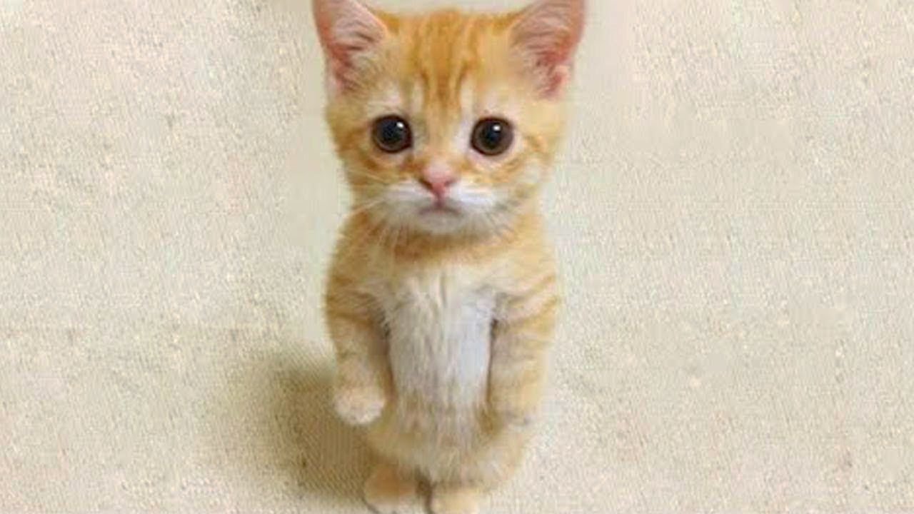 Videos De Risa De Animales 😂 Gatos Graciosos - Momentos Divertidos De ...