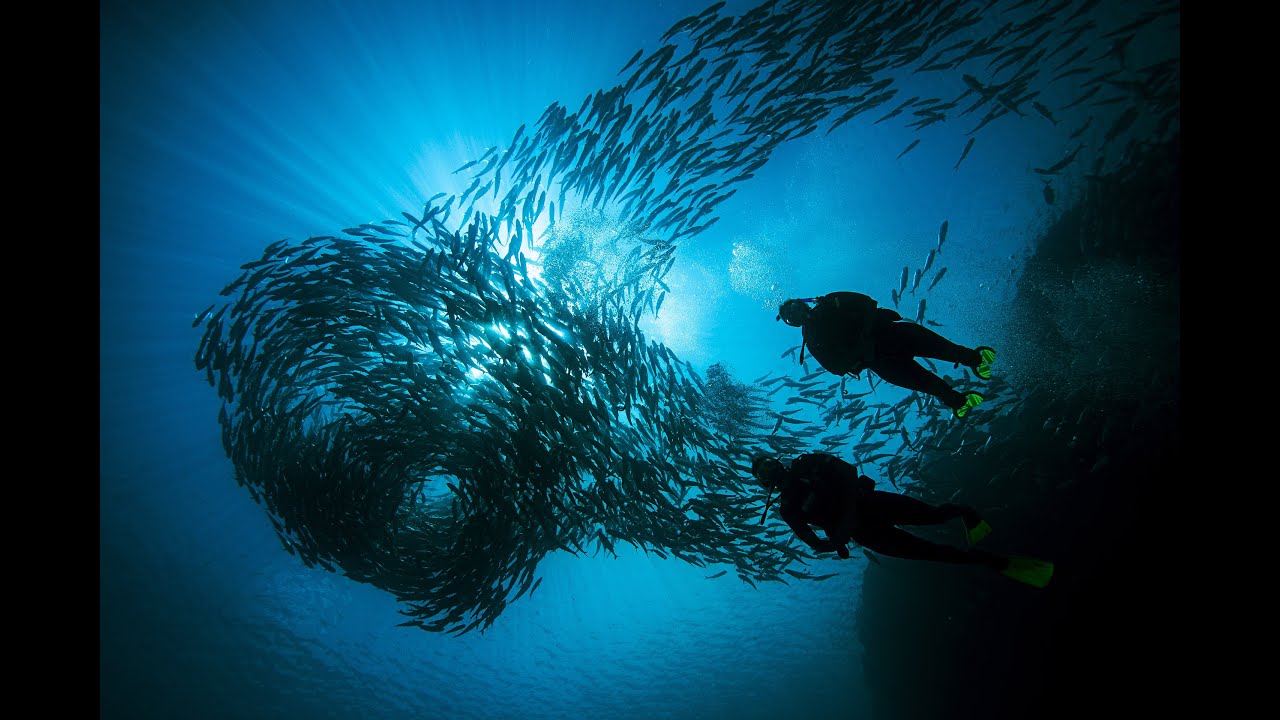 Scuba Dive Course - Learn to Dive - New Zealand Sea Adventures. - YouTube