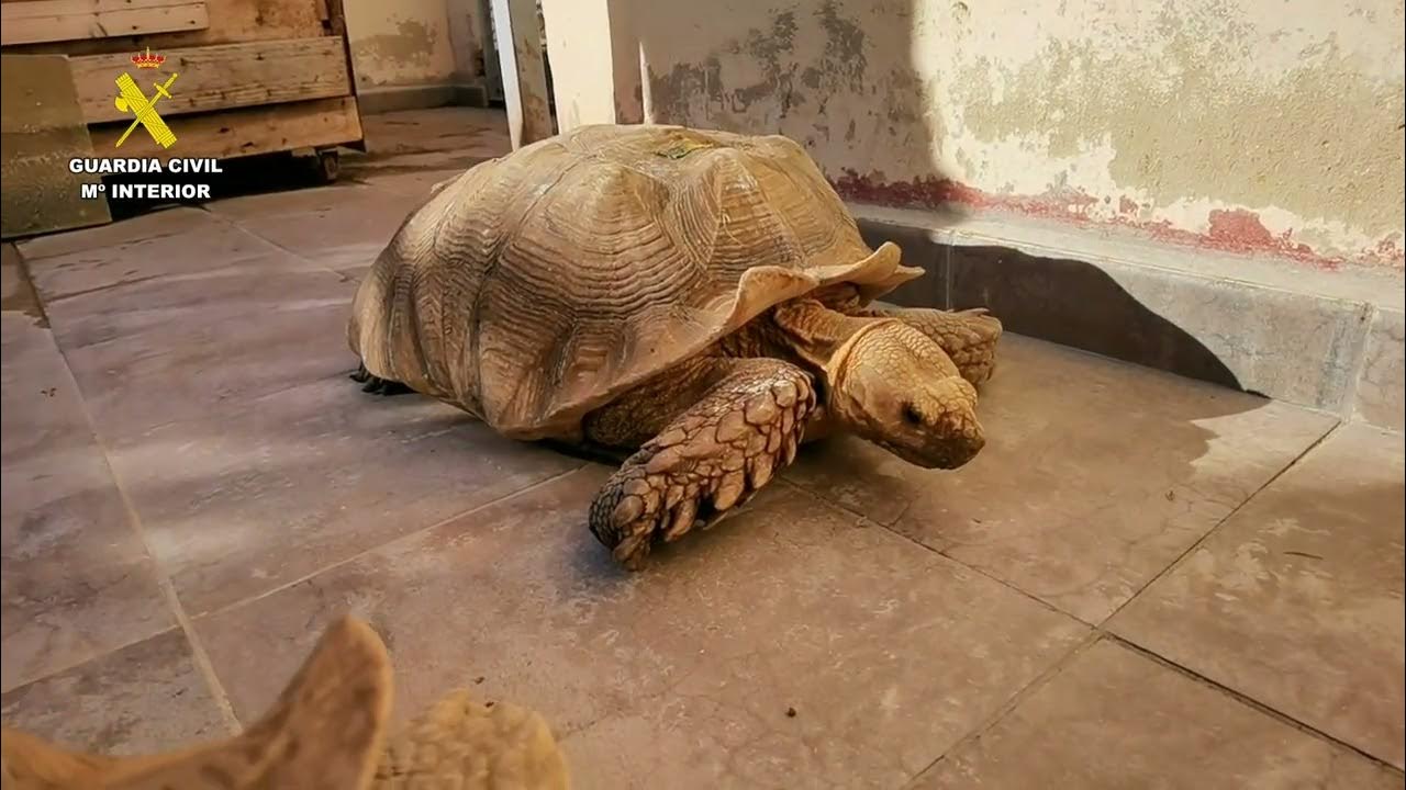 La Guardia Civil investiga penalmente a una persona por la tenencia ...