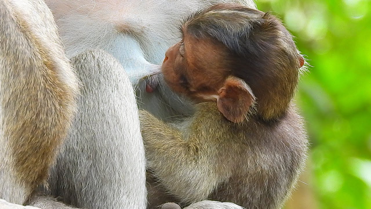 VIXEN BABY TRY FAST GET MILK WITH MOMMA. LOOK SO SWEET. - YouTube